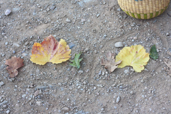 Fun Outdoor Activity: Identifying Nature Patterns - WinterKids