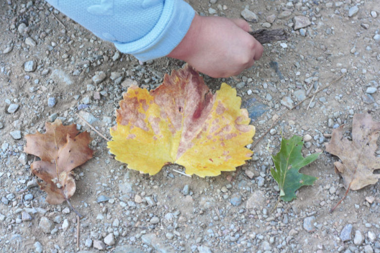 Fun Outdoor Activity: Identifying Nature Patterns - WinterKids