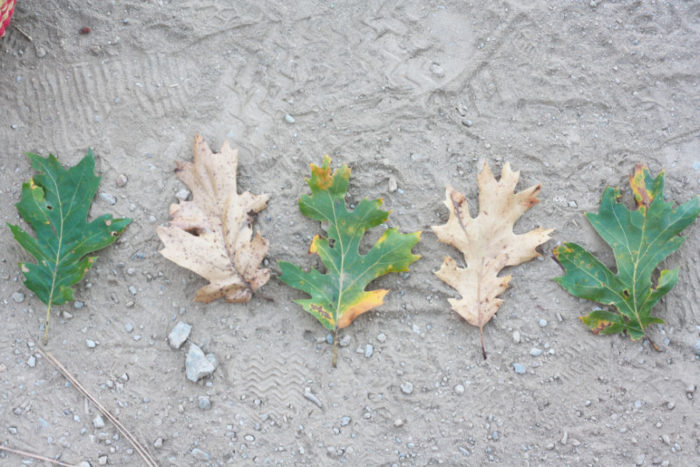 Fun Outdoor Activity: Identifying Nature Patterns - WinterKids