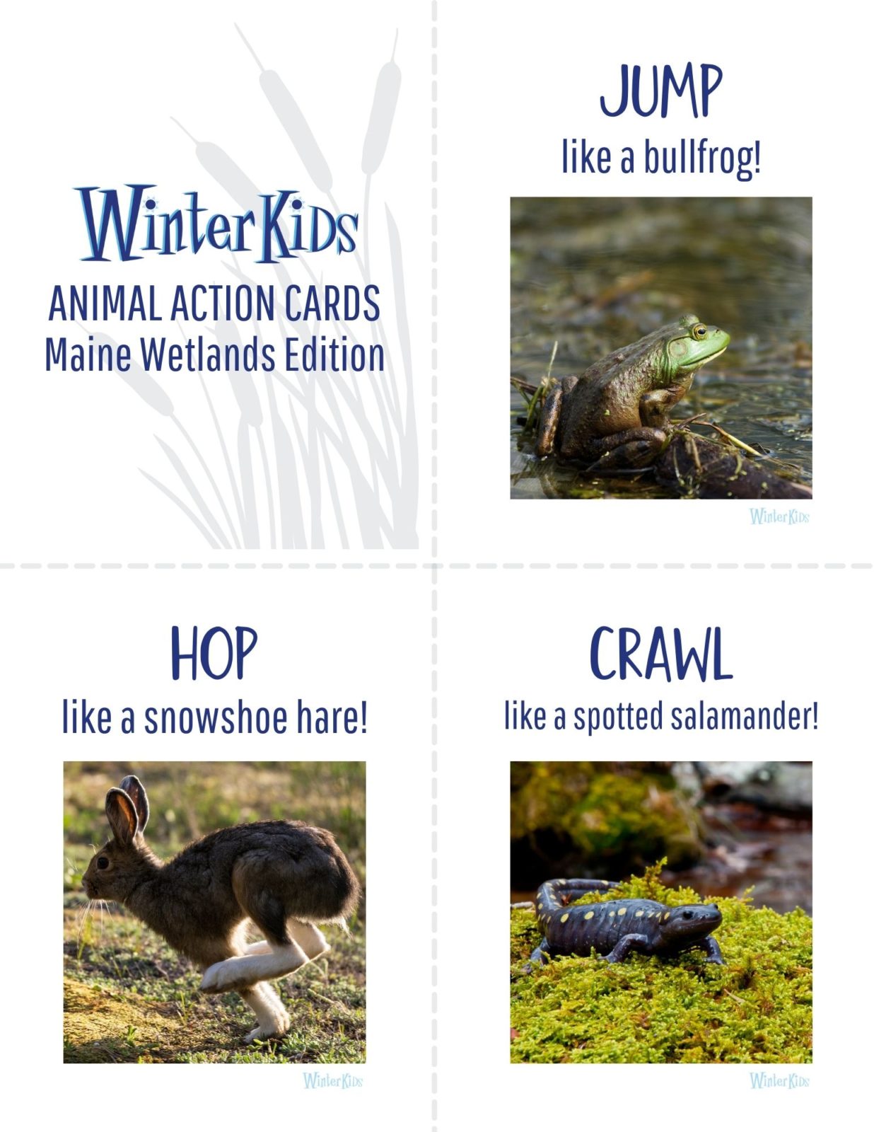 Animal Action Cards, Maine Wetlands Edition - WinterKids