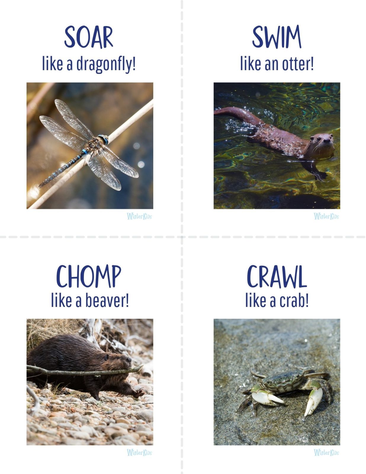 Animal Action Cards, Maine Wetlands Edition - WinterKids