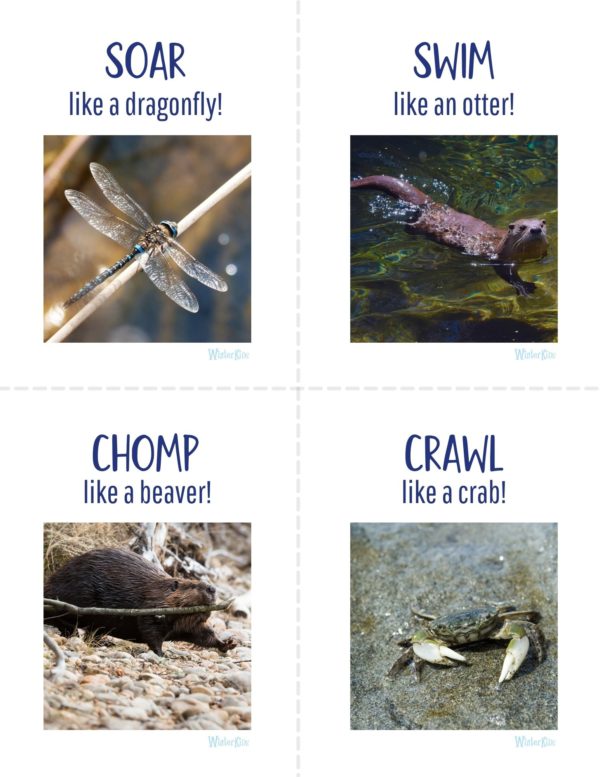 Animal Action Cards, Maine Wetlands Edition - WinterKids