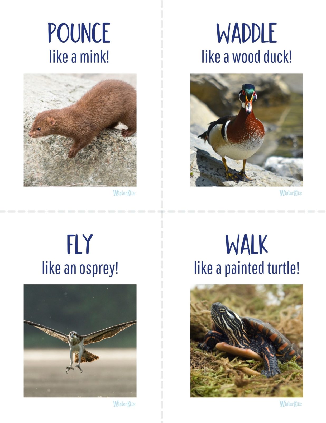 Animal Action Cards, Maine Wetlands Edition - WinterKids