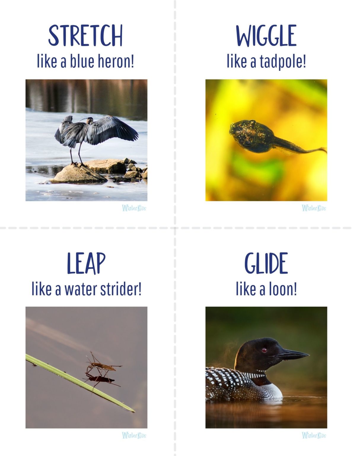 Animal Action Cards, Maine Wetlands Edition - WinterKids