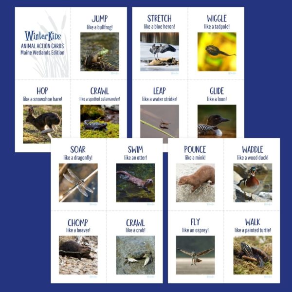 Animal Action Cards, Maine Wetlands Edition - WinterKids
