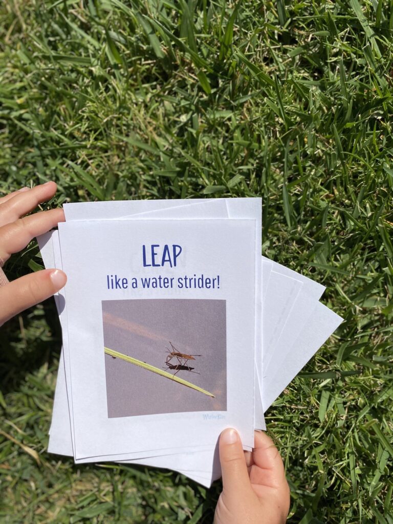 Animal Action Cards, Maine Wetlands Edition - WinterKids